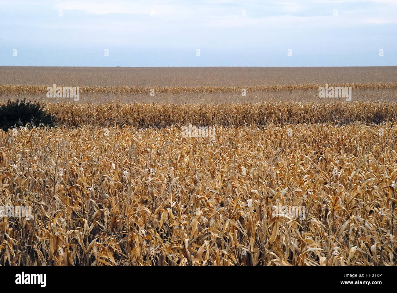 Crisana region, Romania. Huge fields of corn characterize the lowlands ...