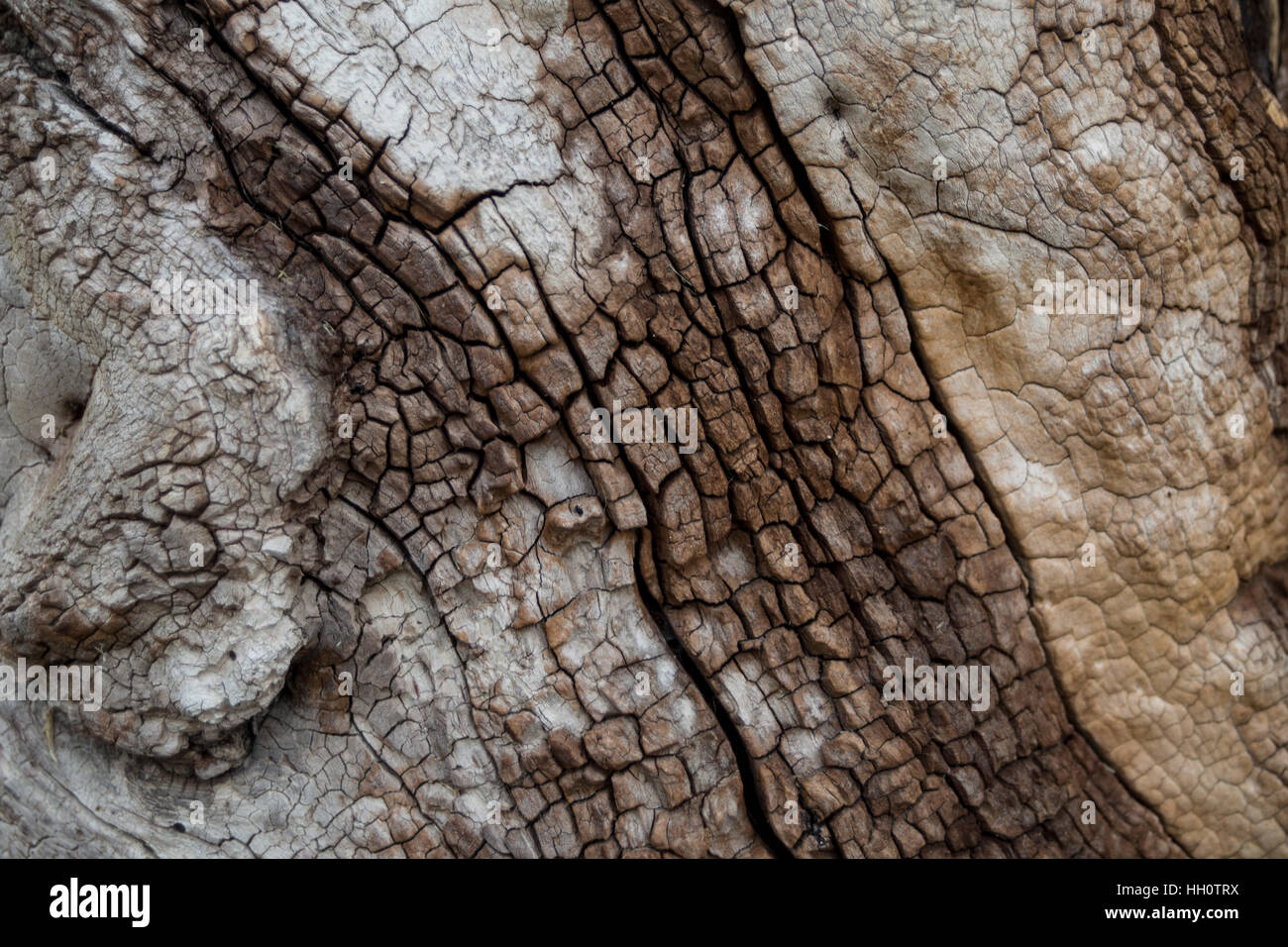 Old weathered wooden stump close up showing the texture Stock Photo - Alamy