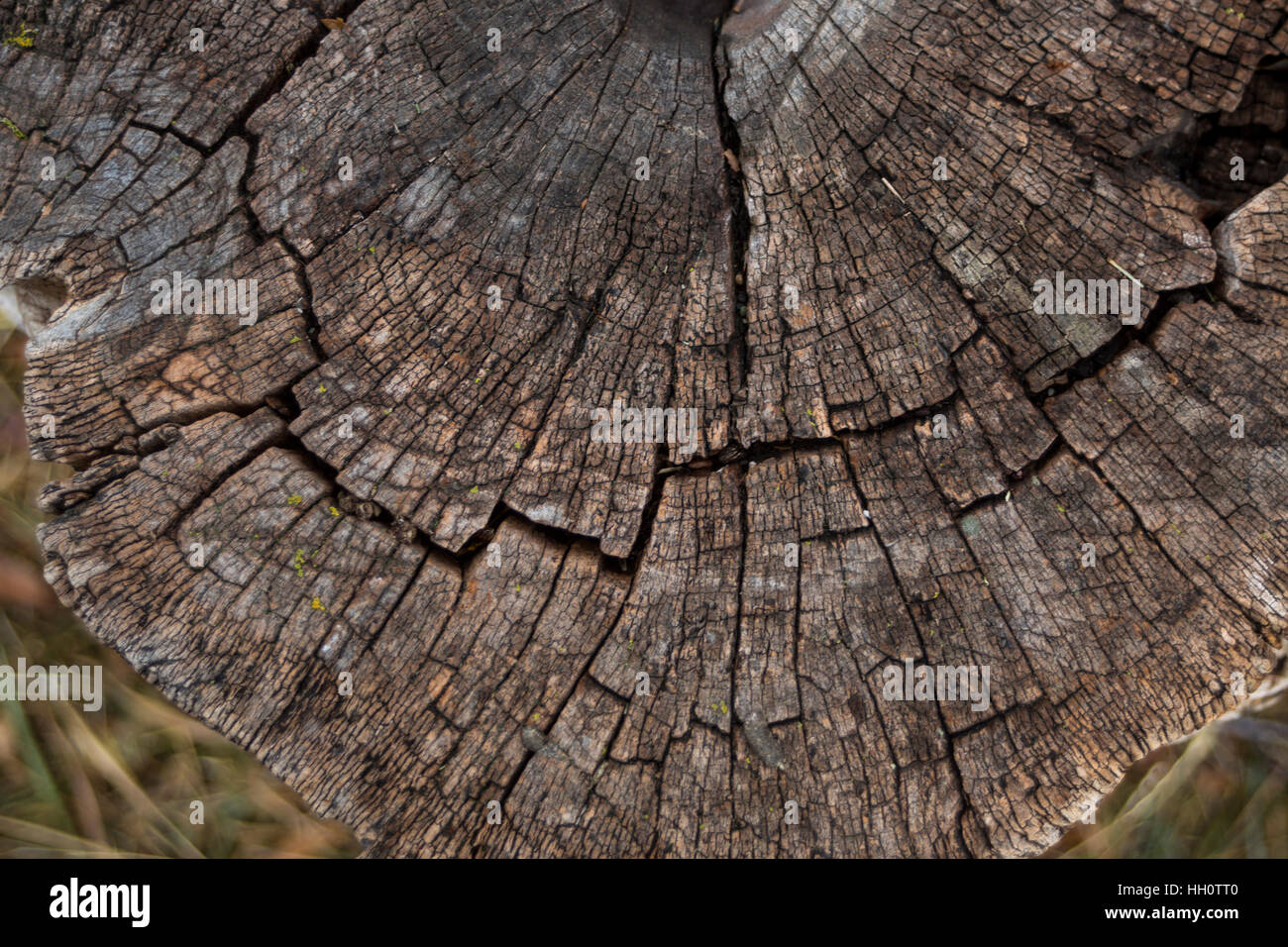 End grain of an old rotting log, giving an abstract look Stock Photo ...