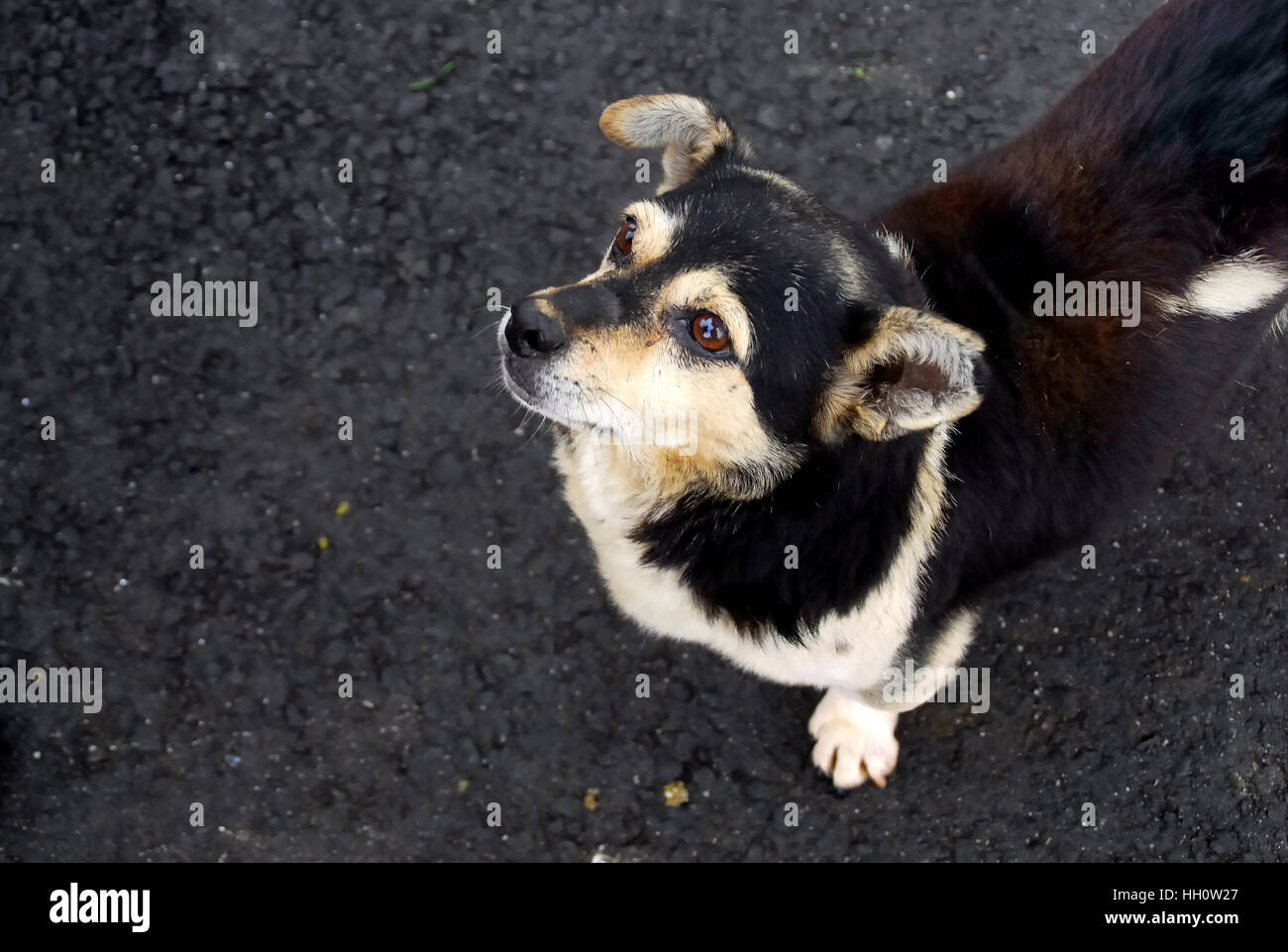 Maramures, an isolated Carpathian region of Romania. A nice little dog ...