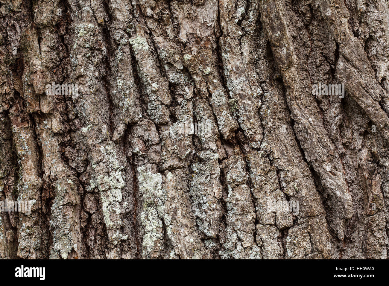 Closeup, macro of an old oak tree, the trunk. Rustic texture Stock ...