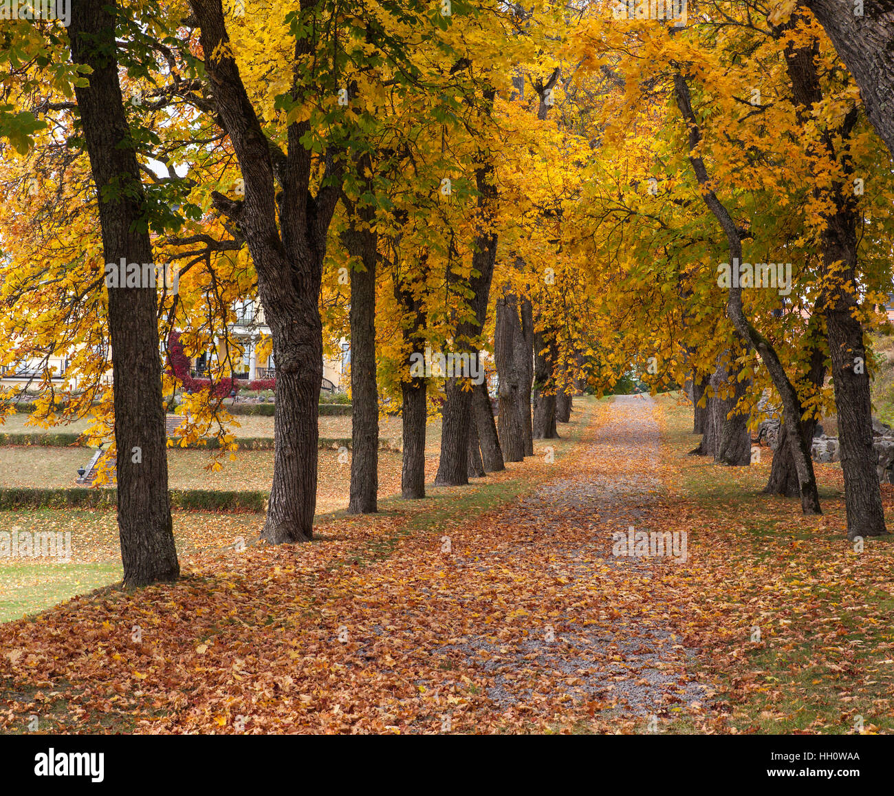 Trees in an alley. View of a golden colored pathway of leaves in ...