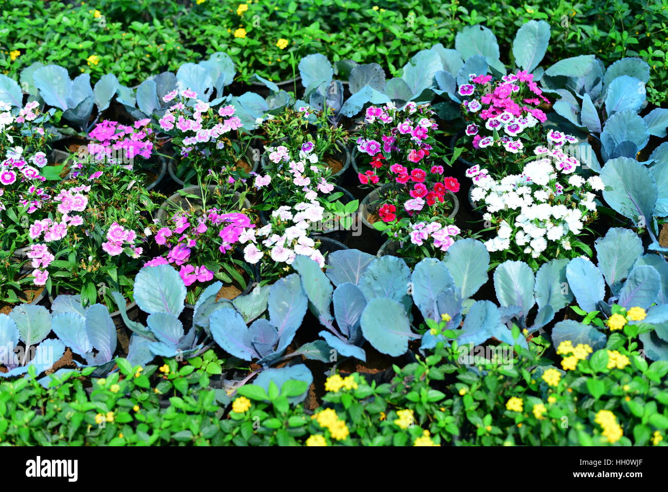 Show of different plants Stock Photo - Alamy