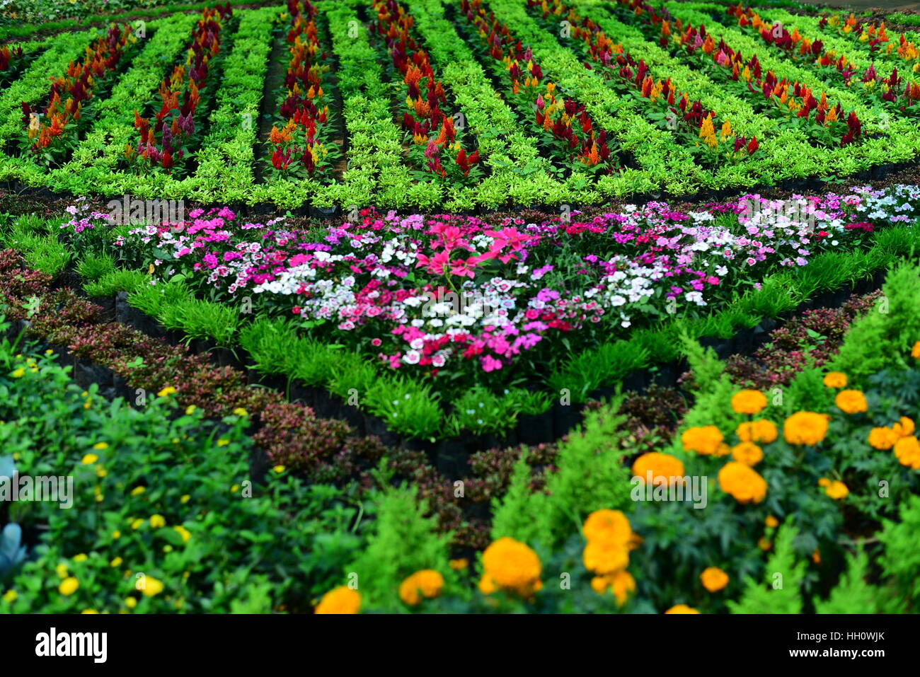 Angle of Designs, shown with plants and flowers ,in a Flower show Stock ...