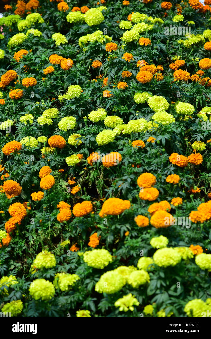 Group of Marigold with different colors Stock Photo - Alamy