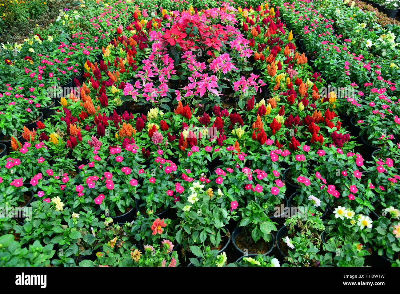 Verity of Flowering Plants Stock Photo - Alamy