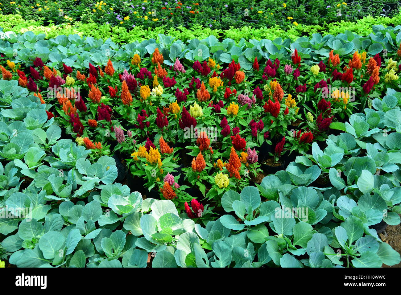 Care of garden Stock Photo - Alamy