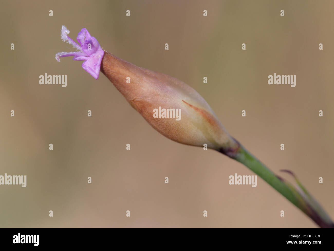 Proliferous Pink (Petrorhagia prolifera), a very rare Breckland plant ...