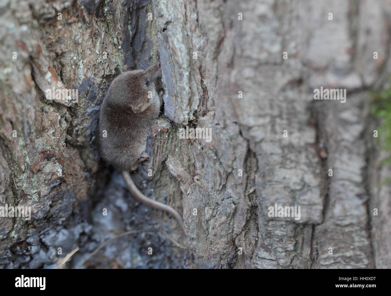 Pygmy shrew hi-res stock photography and images - Alamy