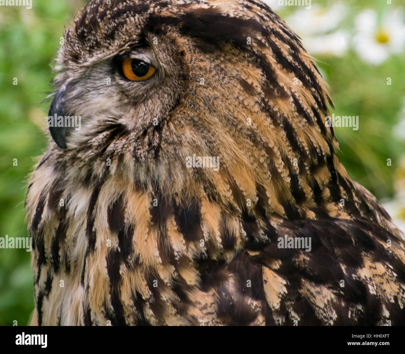 Owl bird close detail hi-res stock photography and images - Alamy