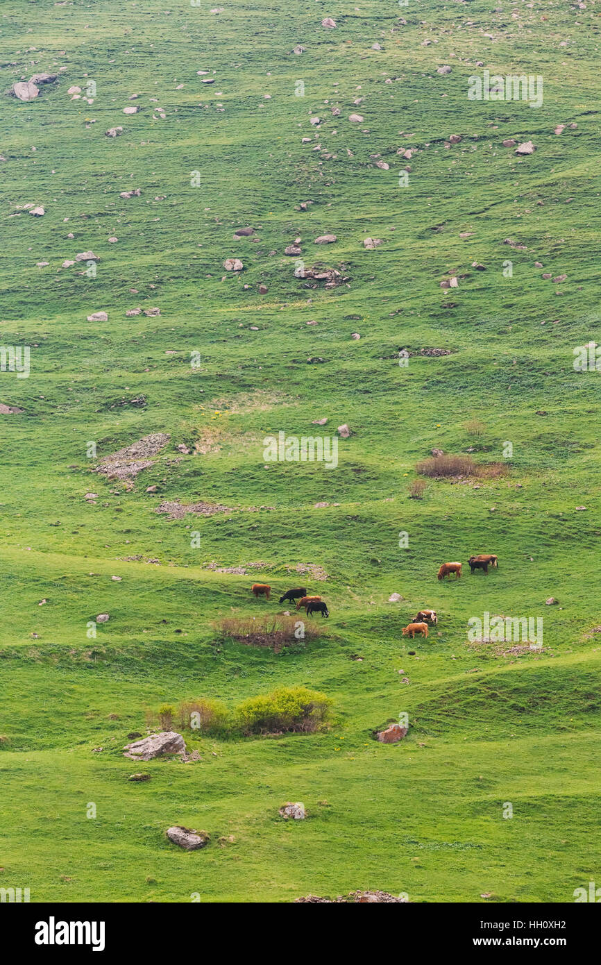 Countryside Landscape With Red Cow Grazing On A Green Mountain Slope In ...