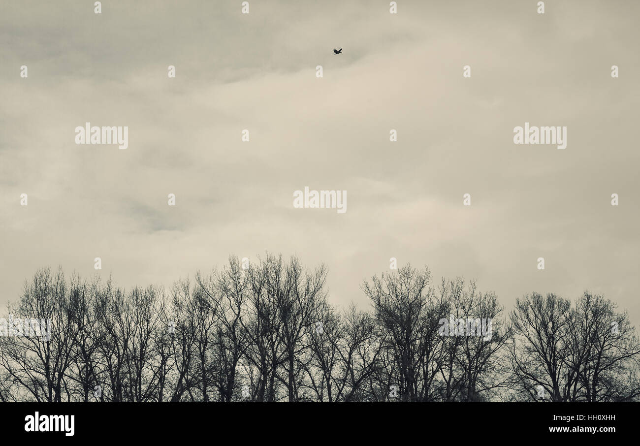 Fly alone hi-res stock photography and images - Alamy