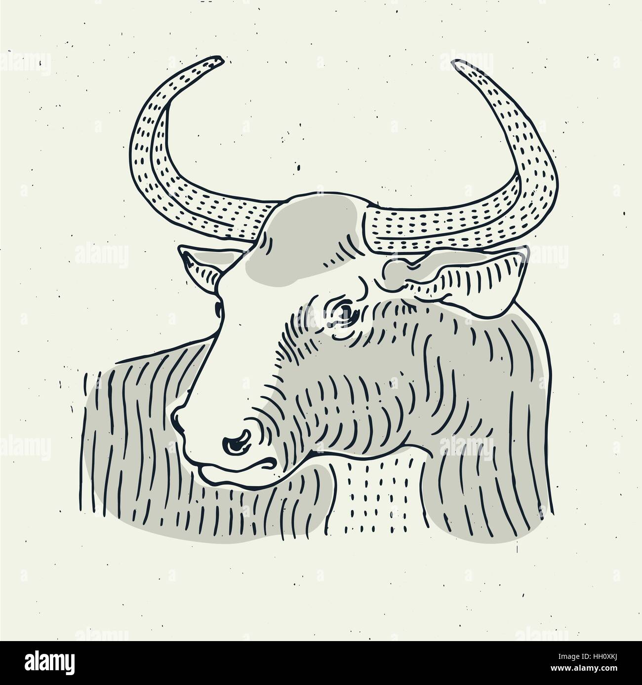 Vector image of an bull Stock Vector Image & Art - Alamy