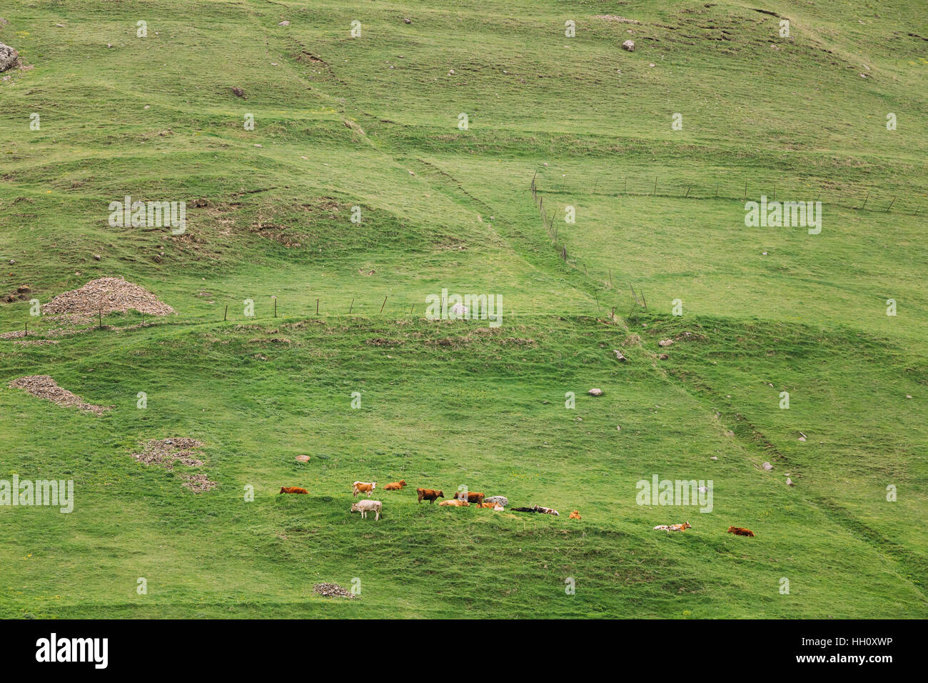 Grazing slope hi-res stock photography and images - Alamy