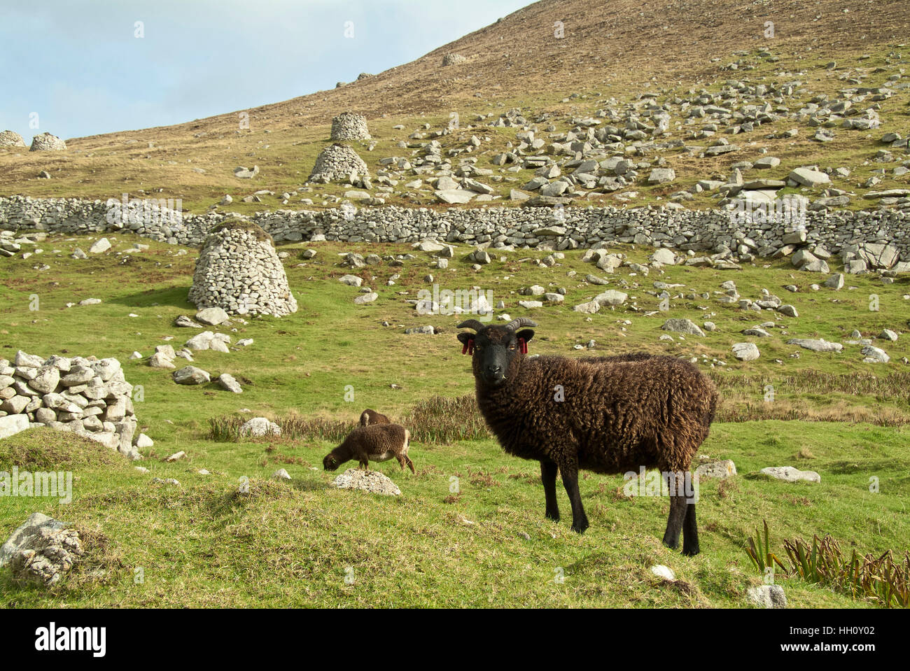 Soay sheep on Hirta, St.Kilda, Outer Hebrides, Scotland UK Stock Photo ...