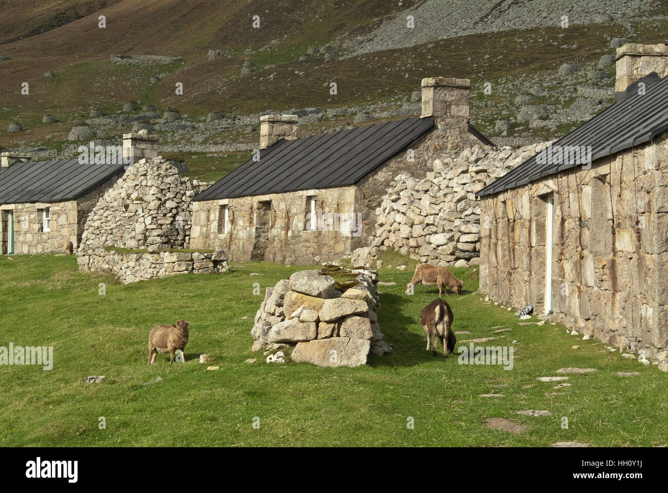 Restored cottages and original black houses on Hirta, St.Kilda, Outer ...