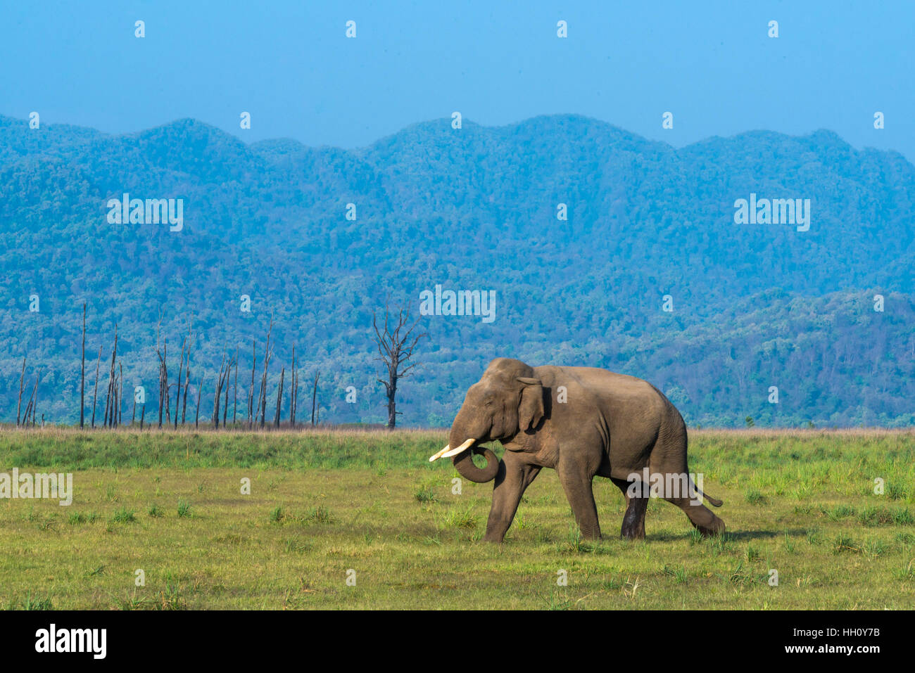 Elephan safari india hi-res stock photography and images - Alamy