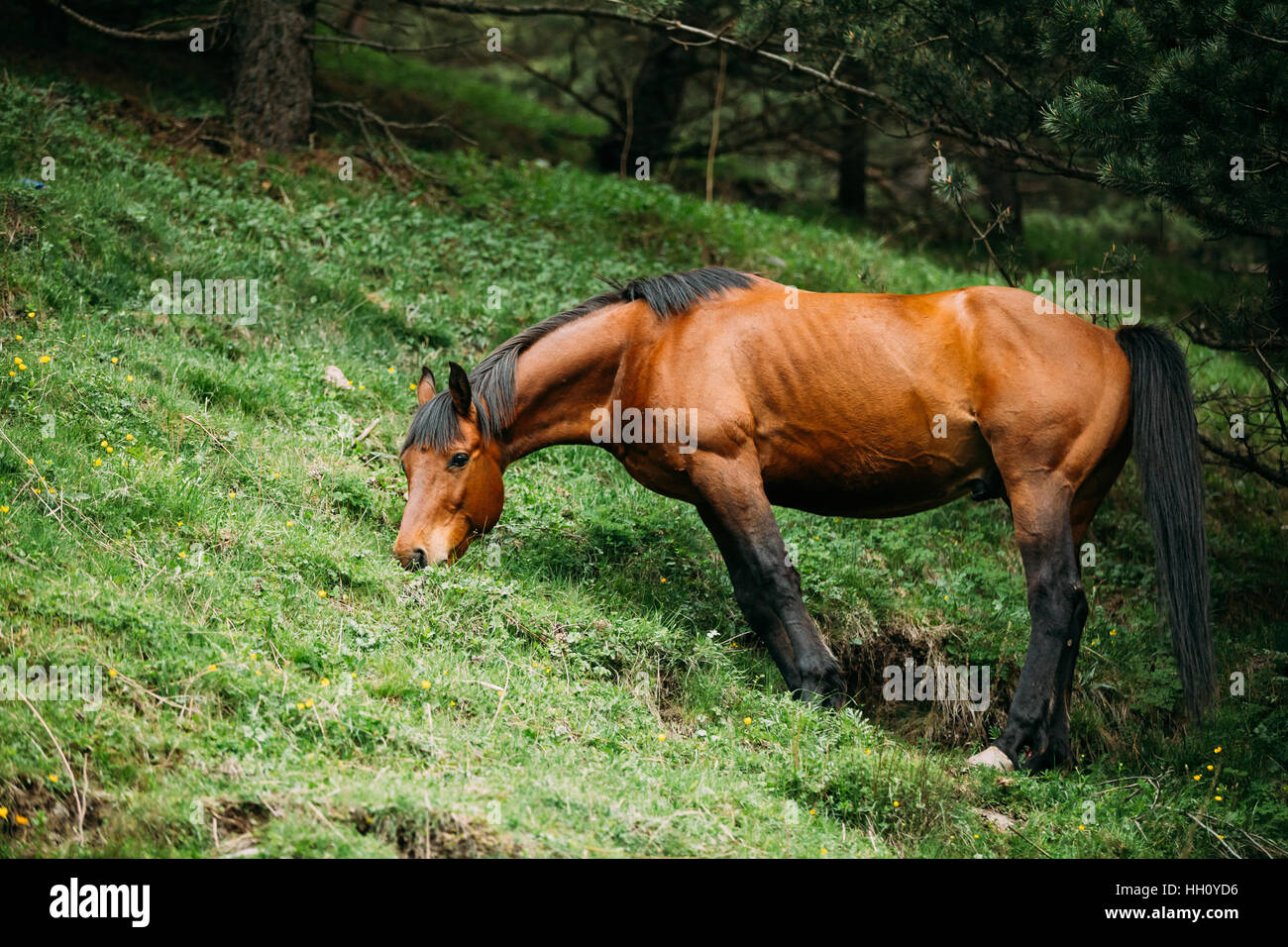 Horse eating grass hi-res stock photography and images - Alamy