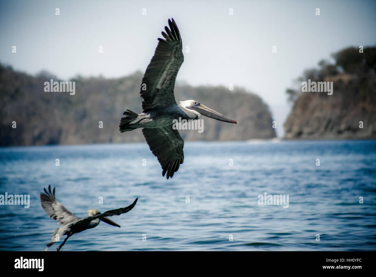 White pelican full beak hi-res stock photography and images - Alamy
