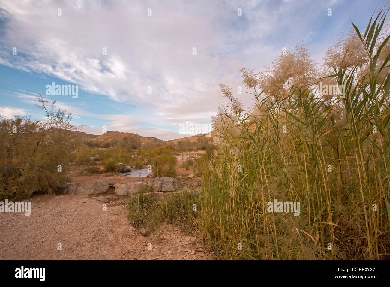 Ein Saharonim Desert Oasis in the Negev Desert, Israel Stock Photo - Alamy