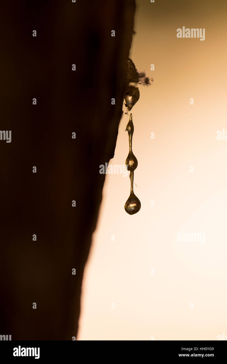 Drops of resin dripping from a tree Stock Photo - Alamy
