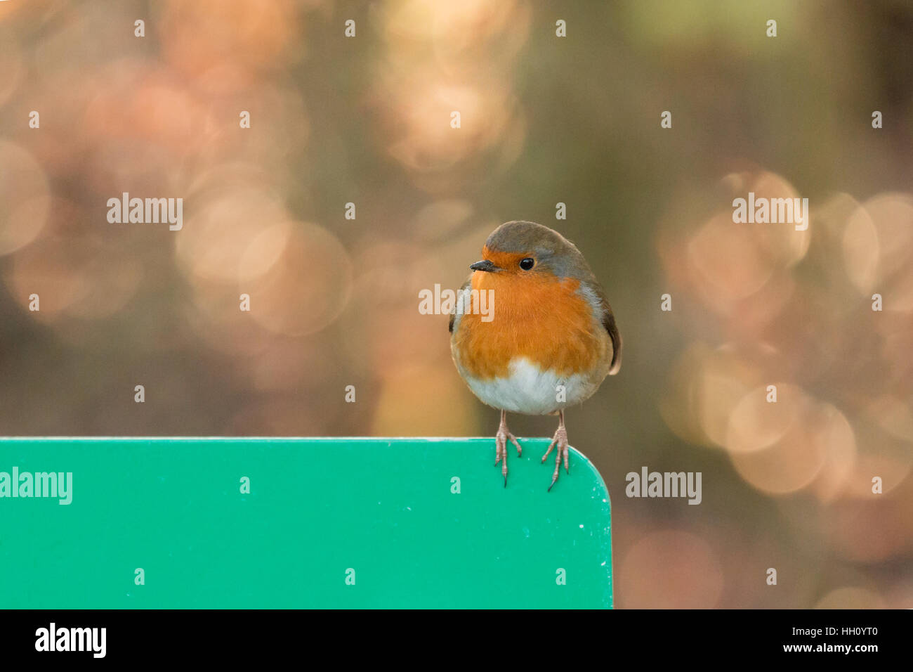 Robin on sign Stock Photo - Alamy