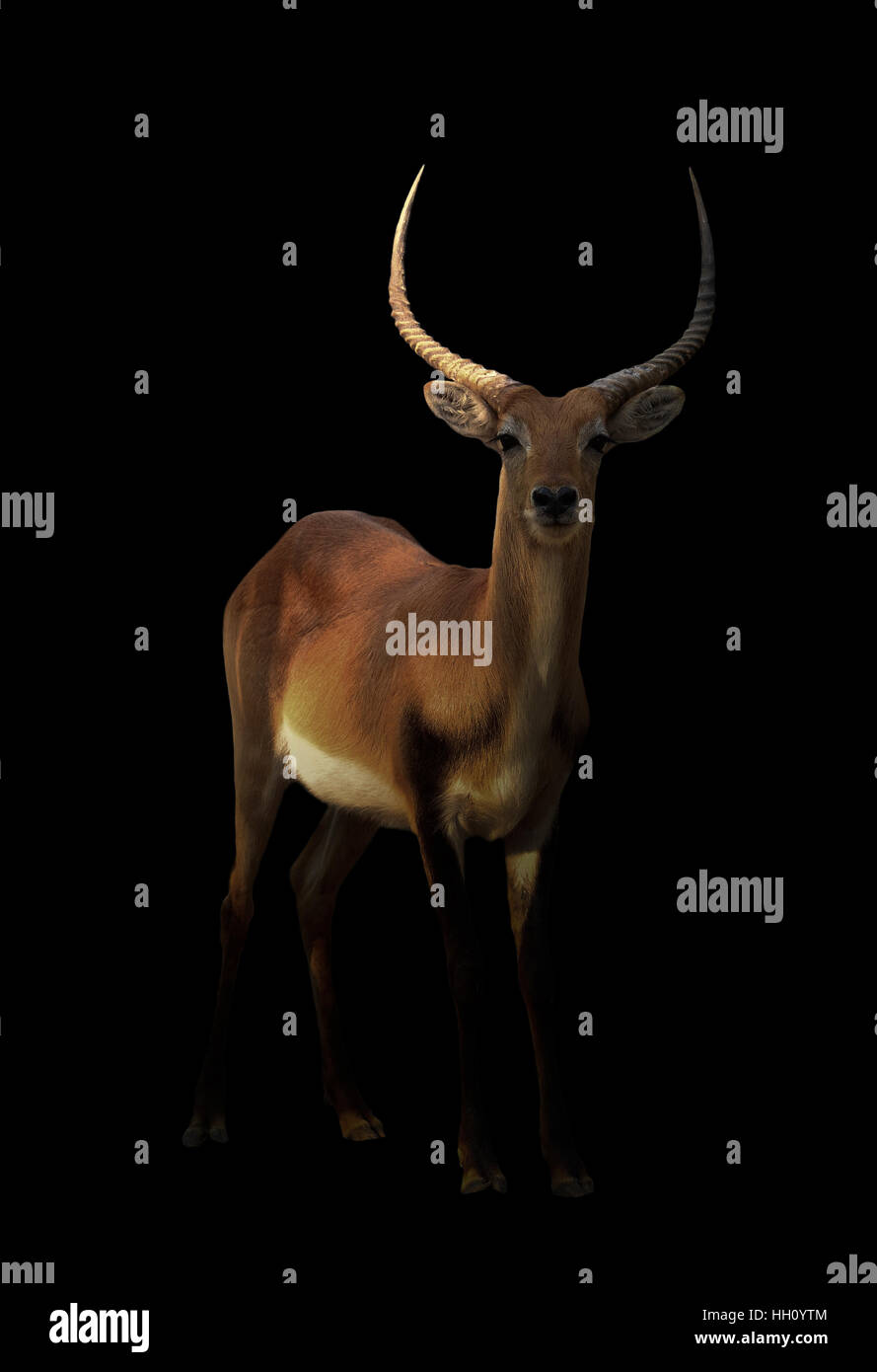 Black lechwe hi-res stock photography and images - Alamy
