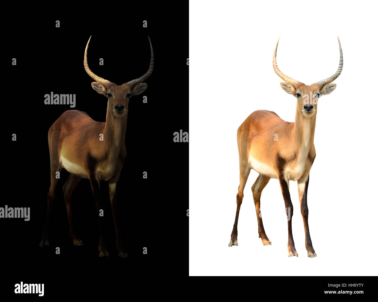 male red lechwe in the dark and male red lechwe isolated Stock Photo ...