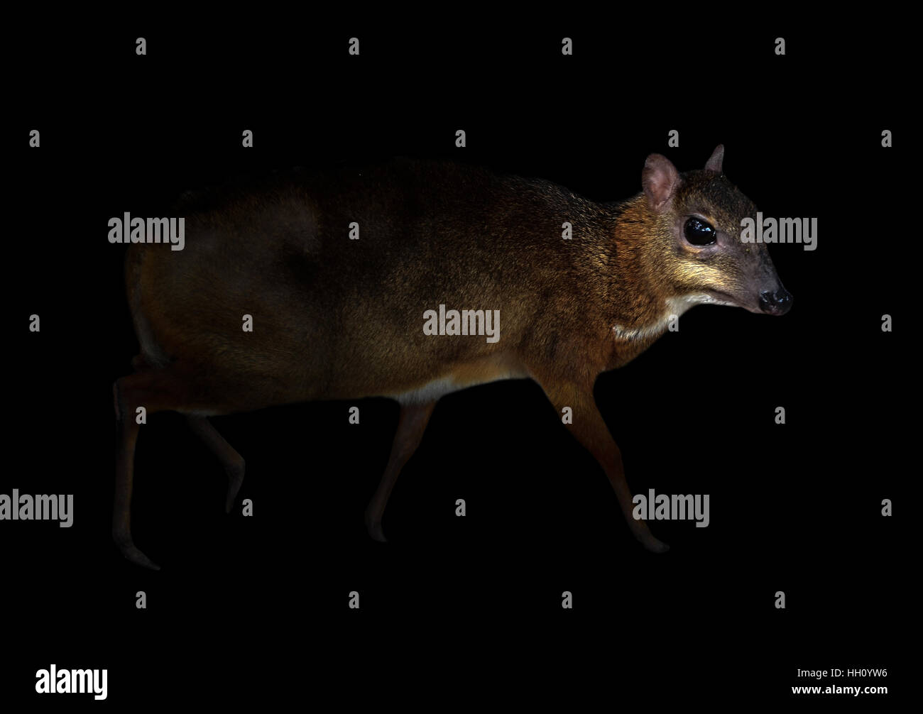 Dark asia hi-res stock photography and images - Alamy