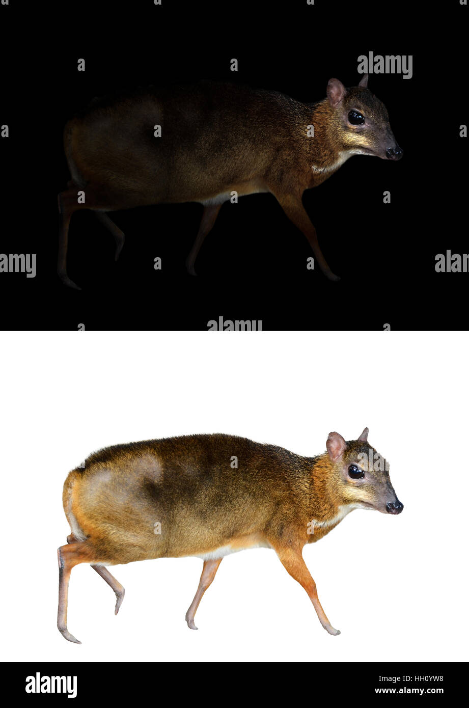 lesser mouse deer standing in the dark and lesser mouse deer isolated ...
