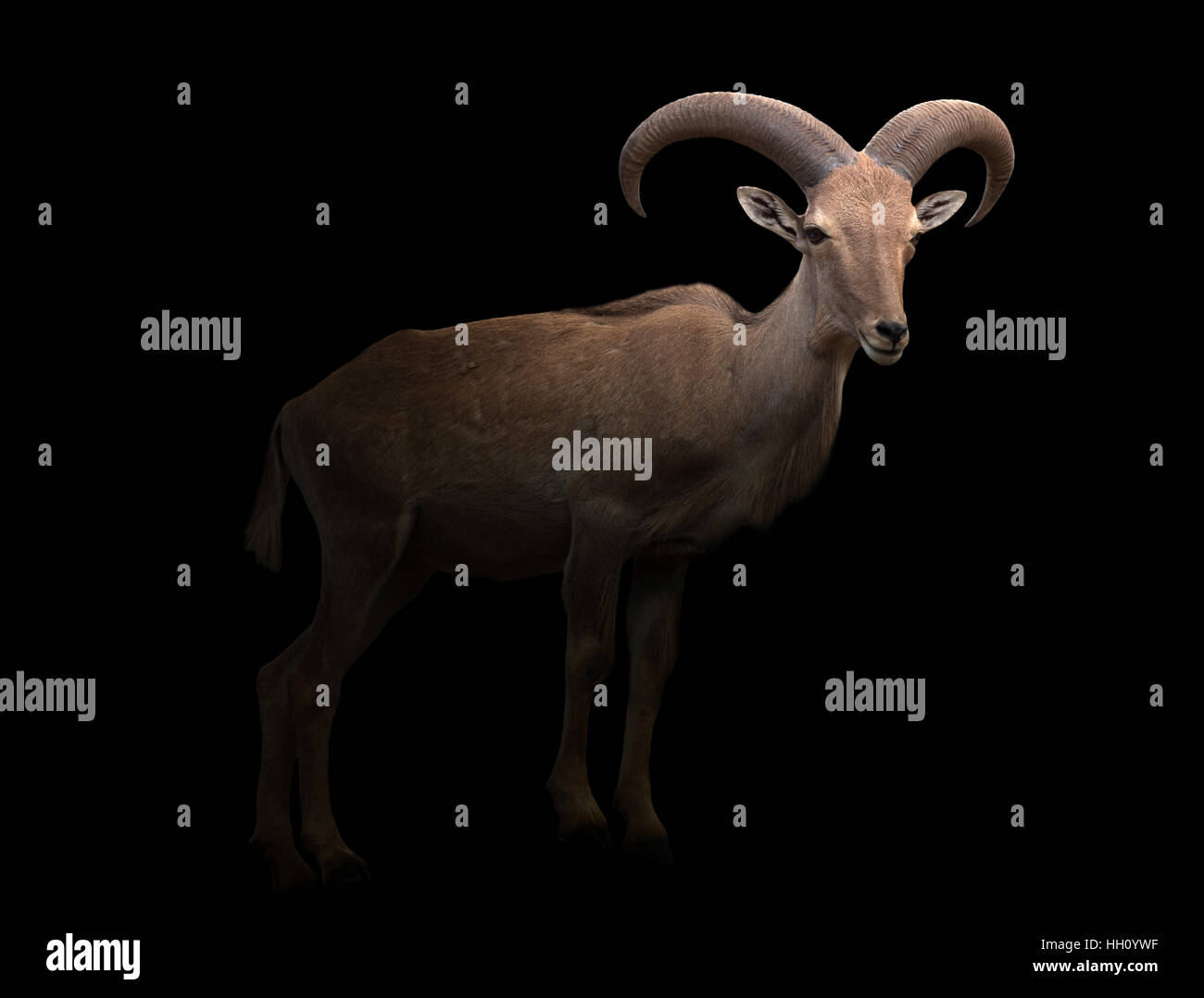 Female barbary sheep ammotragus lervia hi-res stock photography and ...