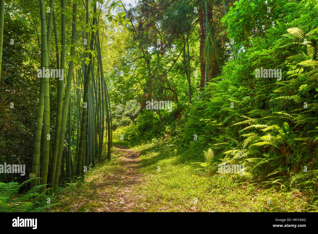 Beautiful Road Lane Path Way Through Summer Bamboo Forest Woods And ...