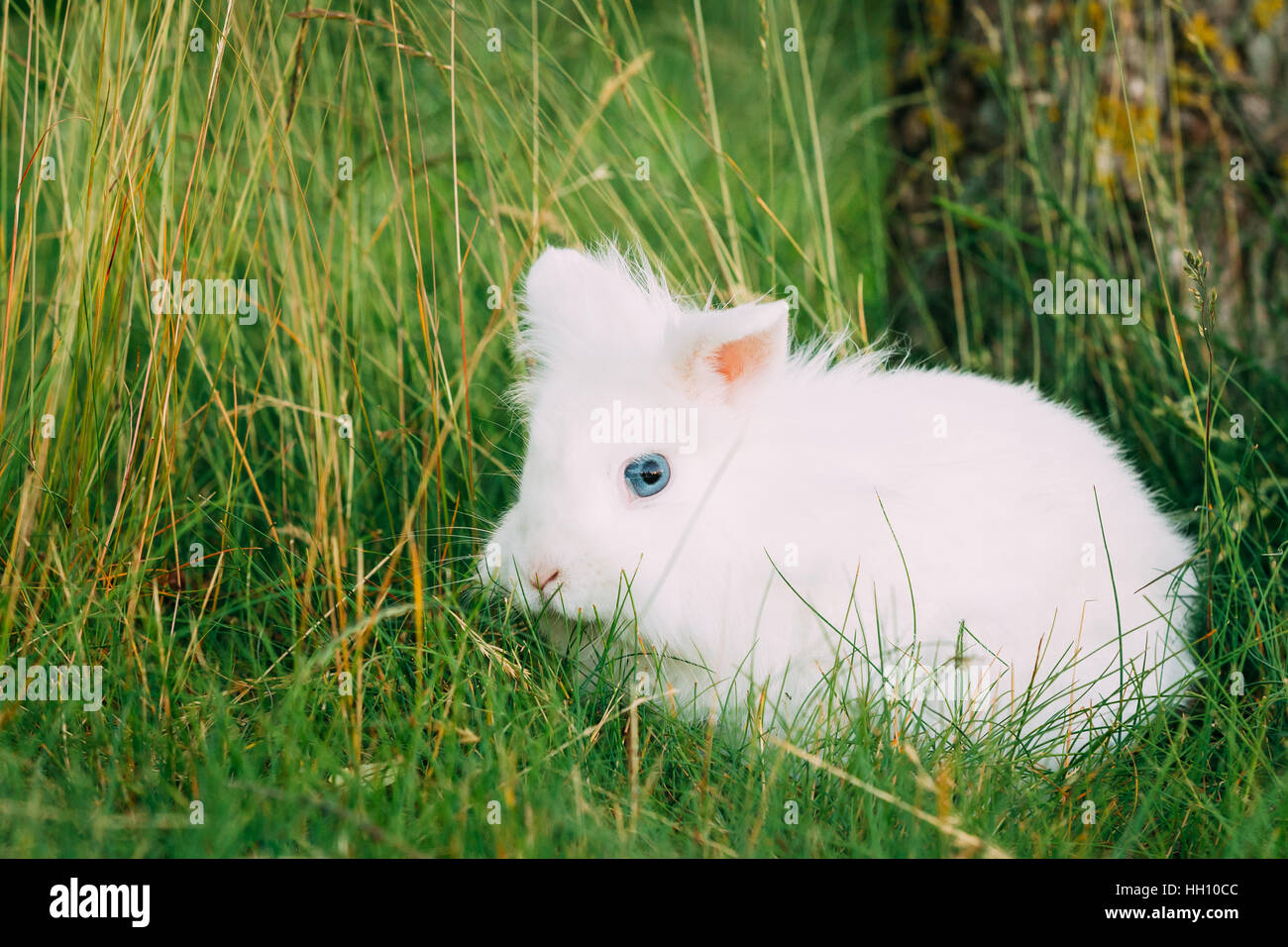 Close View Of Cute Dwarf Decorative Miniature Snow-White Fluffy Rabbit ...