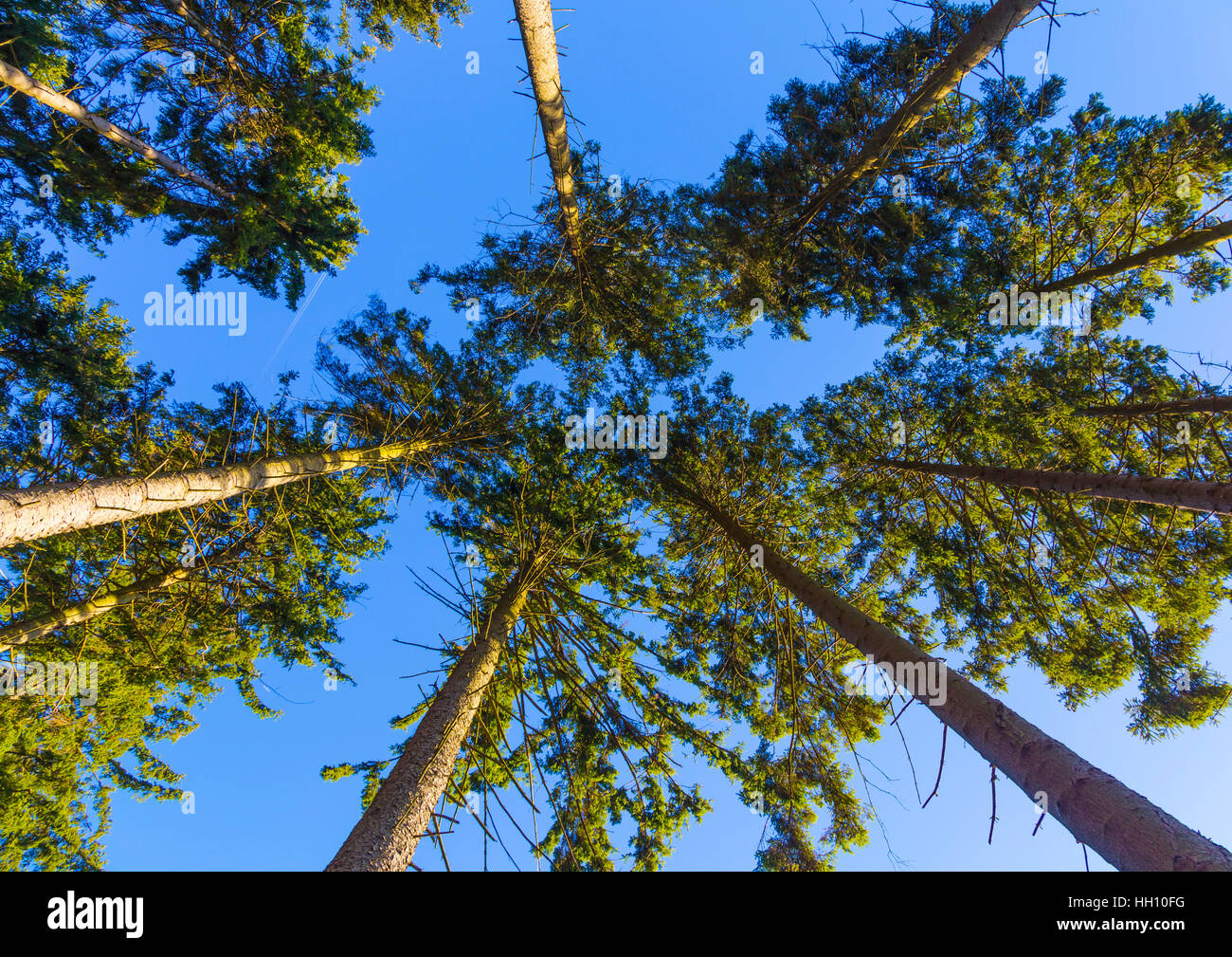 Forest canopy looking upwards Stock Photo - Alamy