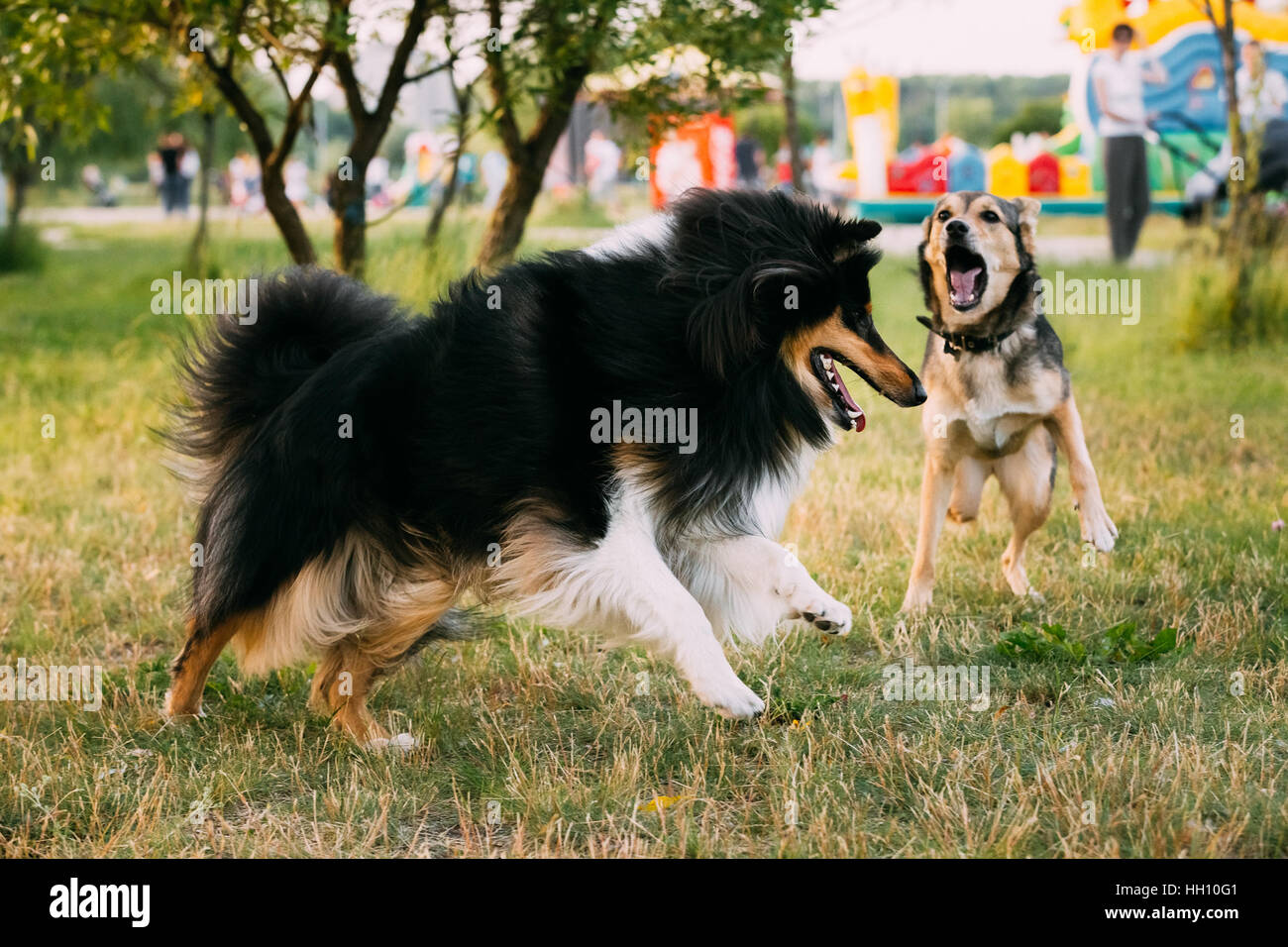 Border Collie Sheltie Mix