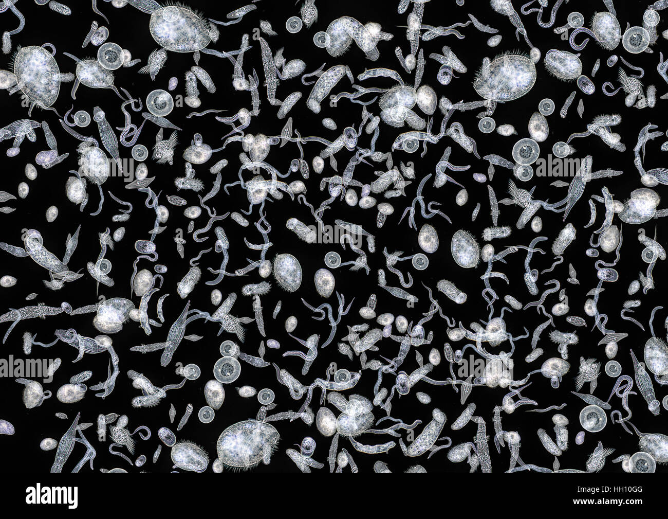 Dark field microscopy hi-res stock photography and images - Alamy