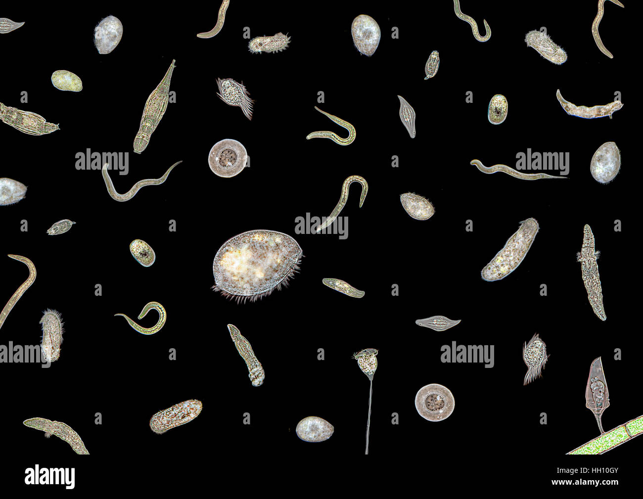 micrography showing lots of various translucent freshwater ...