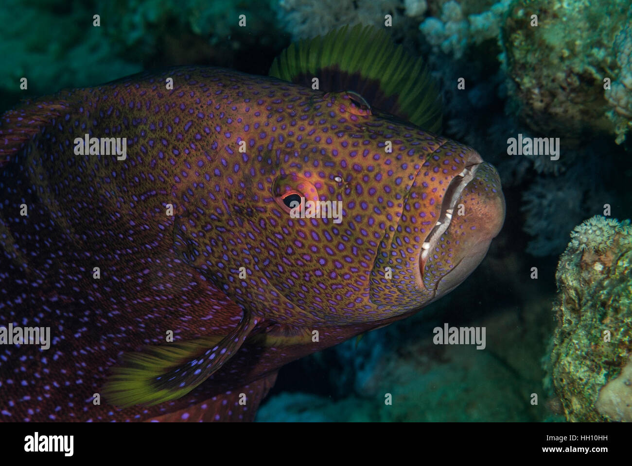 Lyretail grouper variola louti hi-res stock photography and images - Alamy