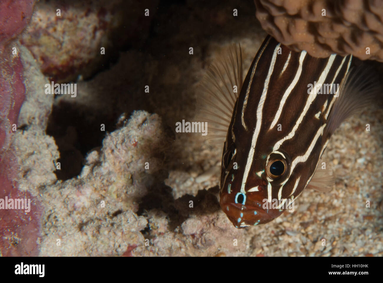 Sixstriped soapfish hi-res stock photography and images - Alamy