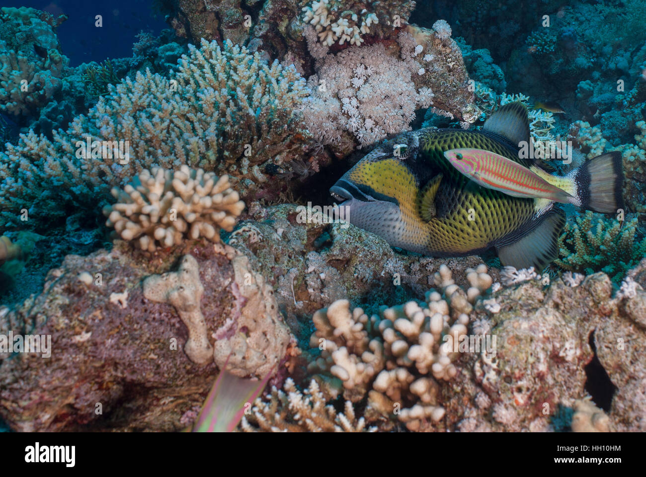 Titan triggefish, Balestoides viridiscens, Balistidae, Red Sea, Sharm ...