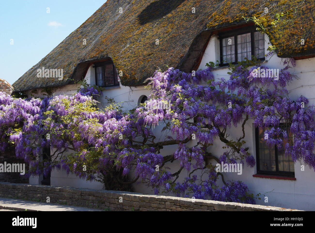 Wisteria covered Thatched Cottage in spring, Dorset, England Stock ...