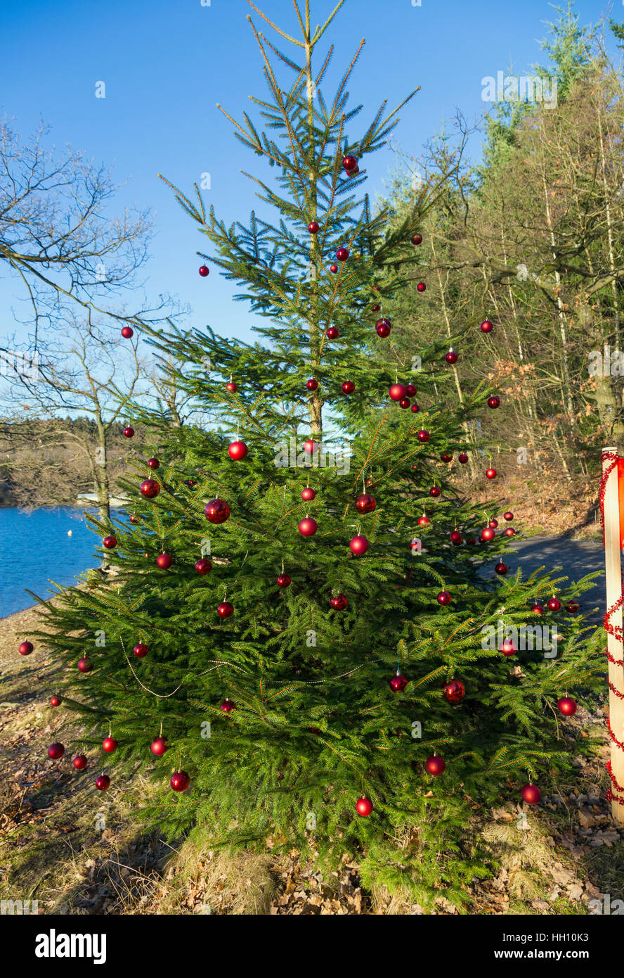 Open air xmas tree Stock Photo - Alamy