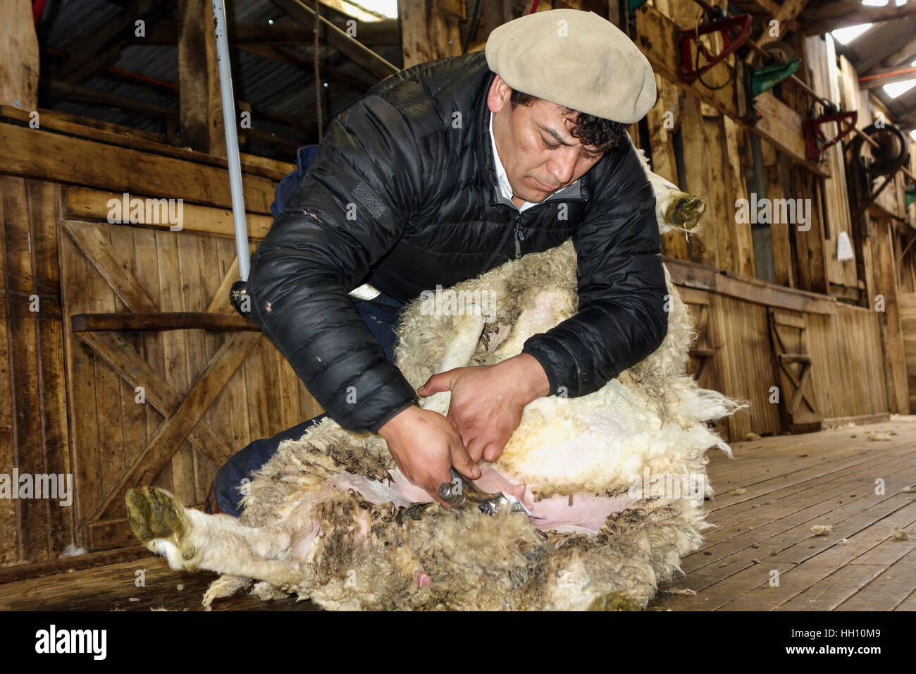 Sheep Shearing on a farm, Chile Stock Photo - Alamy