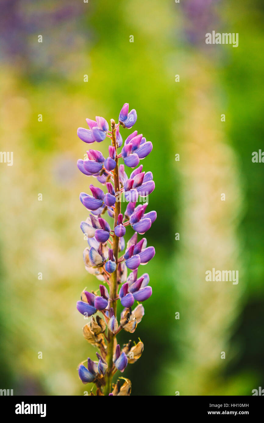 Close Up Wild Flowers Lupine. Lupinus, Commonly Known As Lupin Or ...