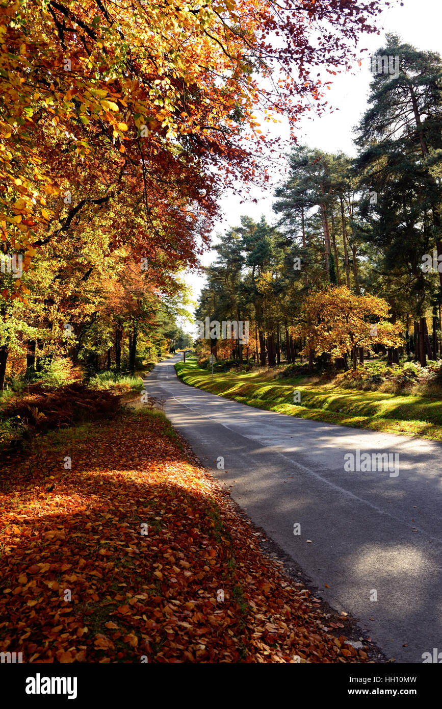 Devon lane hi-res stock photography and images - Alamy