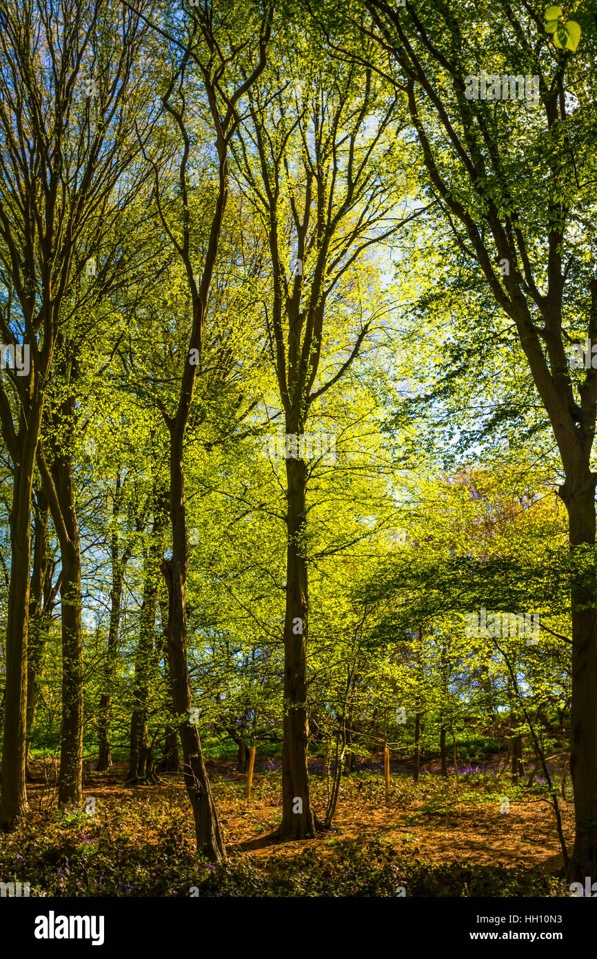 Spring colours hi-res stock photography and images - Alamy