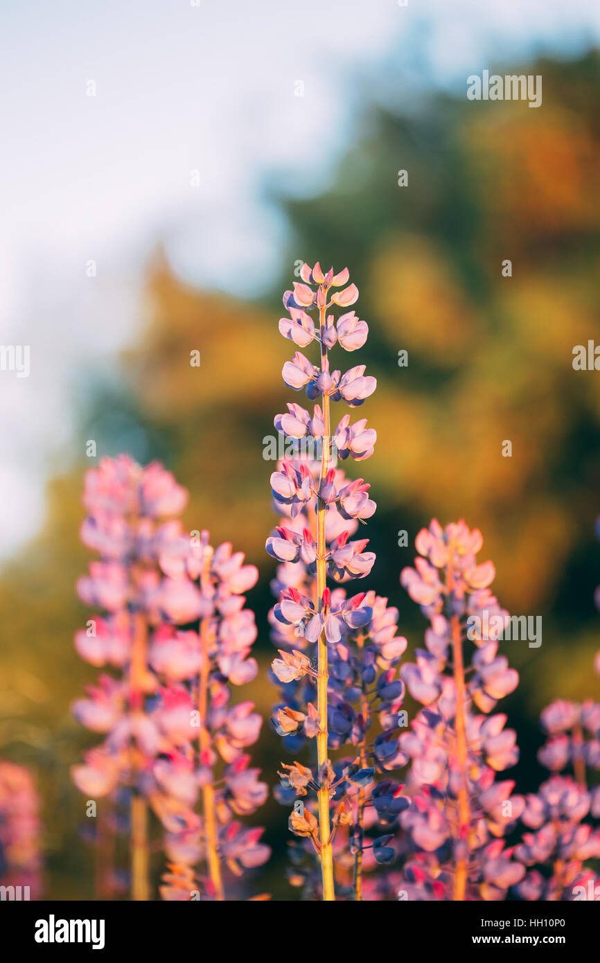 Close Up Wild Flowers Lupine. Lupinus, Commonly Known As Lupin Or ...