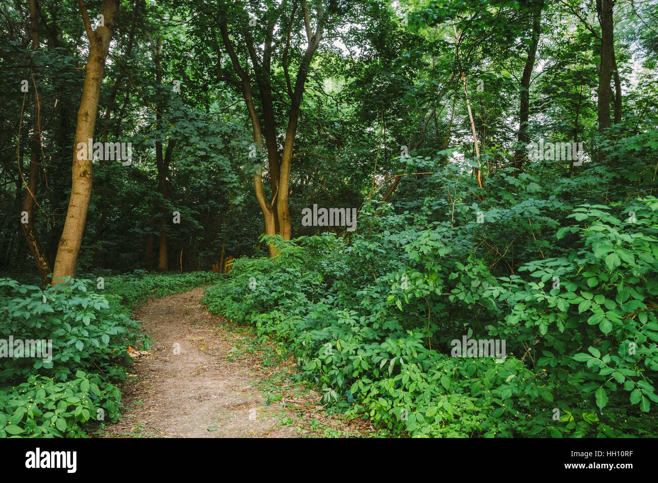 The Summer Landscape With Forest Path Going Ahead Through Bright Green ...