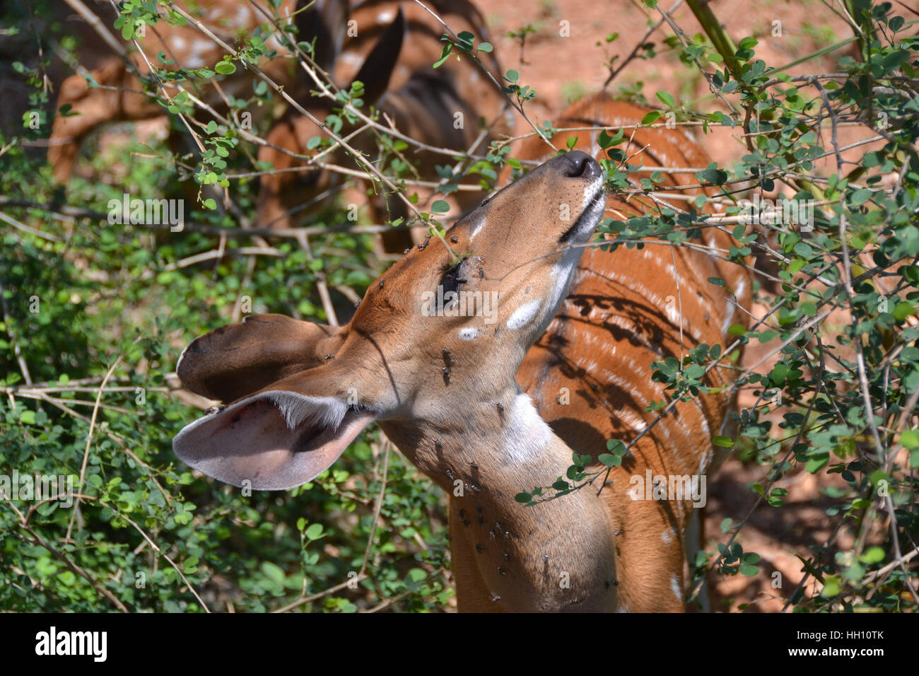 Chobe Bushbuck nibbling a bush, close up of head Stock Photo - Alamy