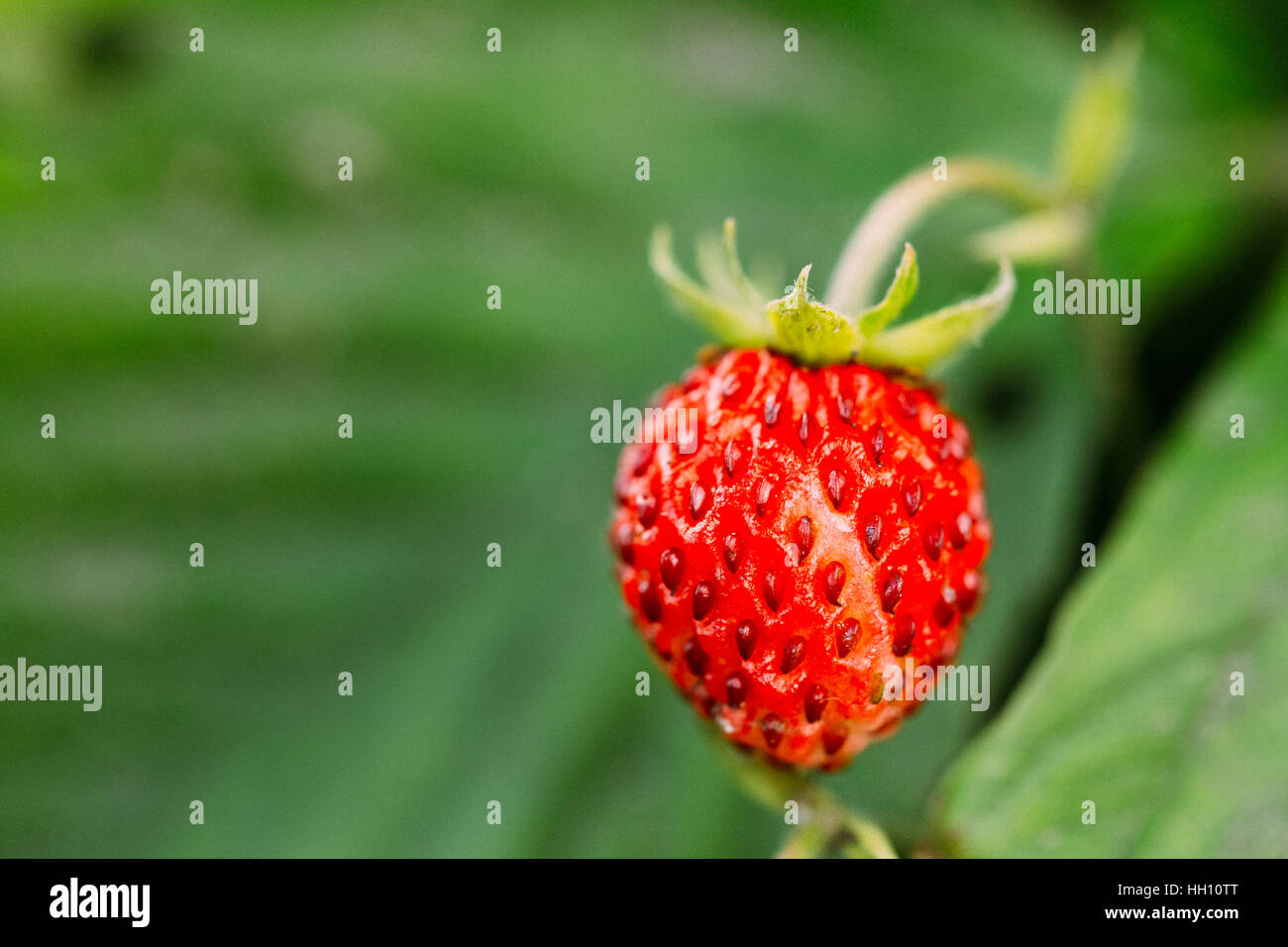 Red Fragaria Or Wild Strawberries, Wild Strawberry. Growing Organic ...